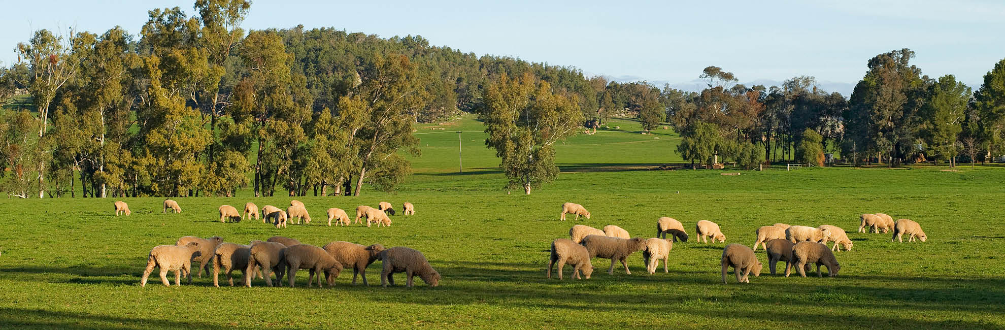 Our Story | Naturally Sheepskins